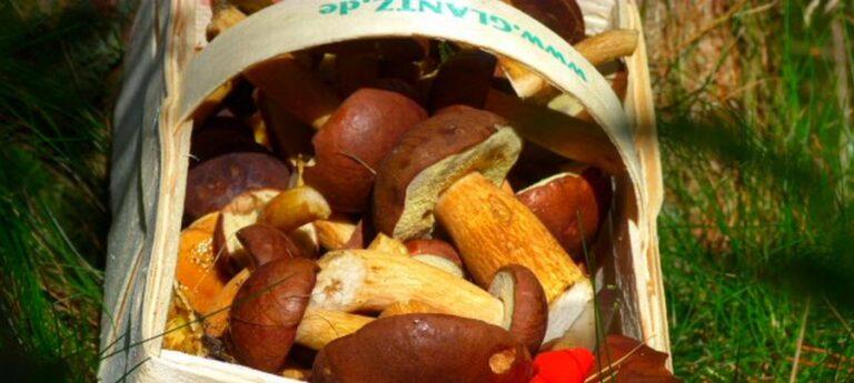 Braunkappe: Ein Schatz aus der Natur - 1 umfassender Guide